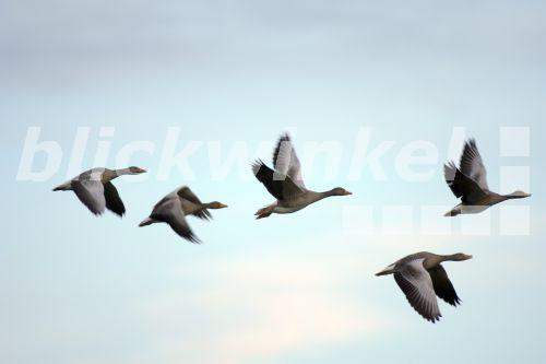 blickwinkel - Graugans, Grau-Gans (Anser anser), fliegende Gruppe ...