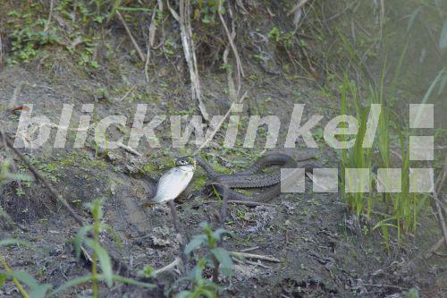 blickwinkel - Ringelnatter, Ringel-Natter (Natrix natrix), frisst ...