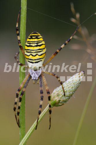 blickwinkel - Wespenspinne, Zebraspinne (Argiope bruennichi ...