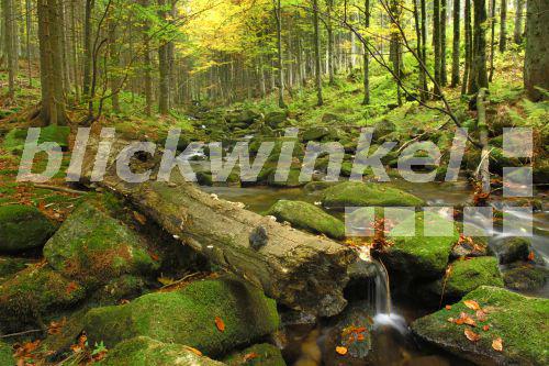 blickwinkel - Waldbach im Herbst, Deutschland - forest creek in autumn ...