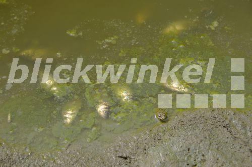 blickwinkel - Giebel (Carassius auratus gibelio), Fischsterben in ...