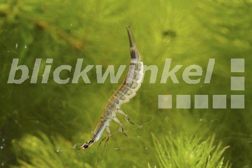 blickwinkel - Gemeiner Furchenschwimmer (Acilius sulcatus), Larve ...