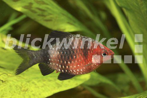 blickwinkel - Purpurkopfbarbe, Purpurkopf-Barbe (Puntius nigrofasciatus ...