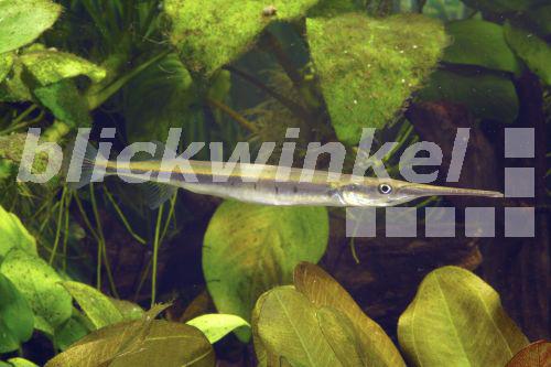 blickwinkel - Suesswasser-Hornhecht, Suesswasserhornhecht, Nadelhecht ...