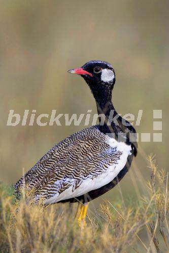blickwinkel - Gackeltrappe, Gackel-Trappe (Eupodotis afra), Maennchen ...