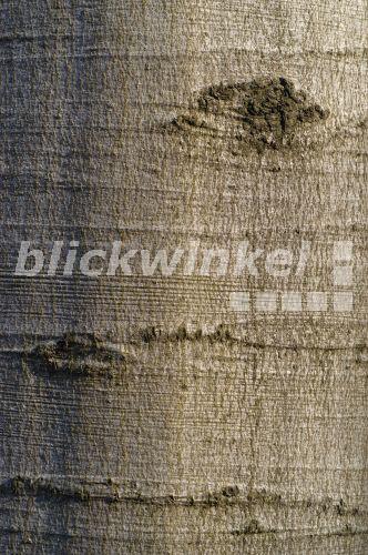 blickwinkel - Rotbuche, Rot-Buche, Buche (Fagus sylvatica), Graue Rinde ...
