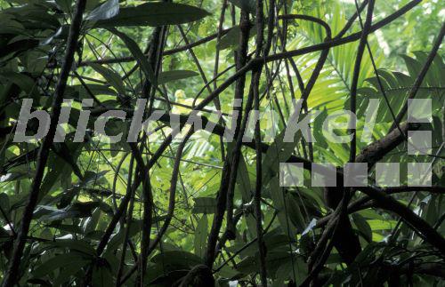 blickwinkel - Lianen im Regenwald, Dominica - rainforest, Dominica - K ...