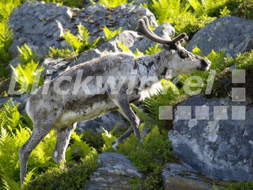 blickwinkel - Rentier, Norwegen, Finnmark - reindeer, Norway, Finnmark ...