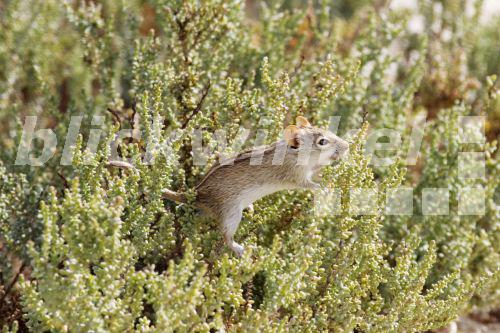 blickwinkel - Afrikanische Striemen-Grasmaus (Rhabdomys pumilio), sucht ...