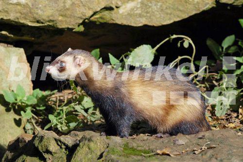 blickwinkel - Europaeischer Iltis, Waldiltis (Mustela putorius ...