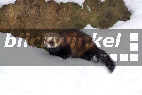 blickwinkel - Europaeischer Iltis, Waldiltis (Mustela putorius), im ...