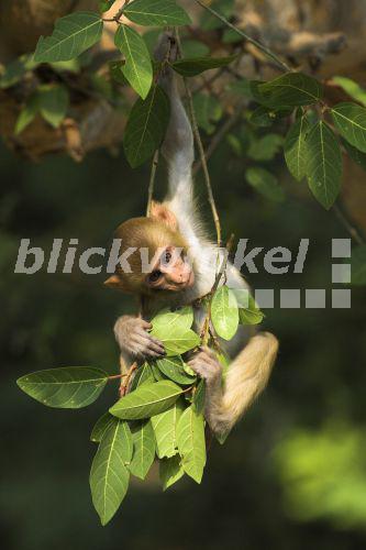 blickwinkel - Rhesusaffe, Rhesusmakak (Macaca mulatta), Portraet ...