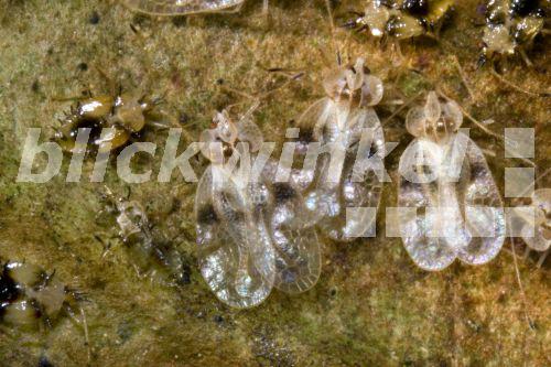 blickwinkel - Rhododendron-Gitterwanze, Rhododendrongitterwanze ...