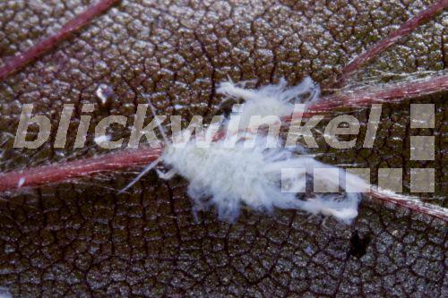 blickwinkel - Wollige Buchenlaus (Phyllaphis fagi), Imago - beech aphid ...