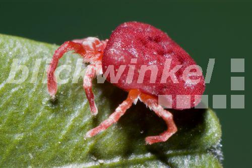 blickwinkel - Samtmilbe, Sammetmilbe, Rote Samtmilbe, Rote Samt-Milbe ...