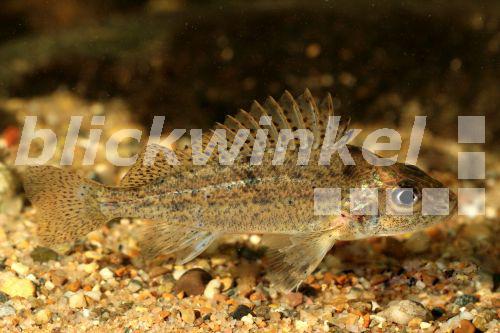 blickwinkel - Donau-Kaulbarsch, Donaukaulbarsch (Gymnocephalus baloni ...