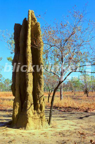 blickwinkel - Termite (Isoptera), Termitenhuegel, Australien, Northern ...
