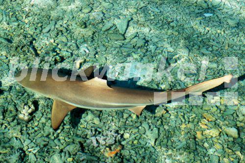 blickwinkel - Schwarzspitzen-Riffhai, Schwarzflossenhai, Schwarzflossen ...