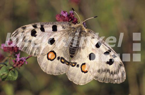 blickwinkel - Apollofalter, Roter Apollo (Parnassius apollo), auf einer ...