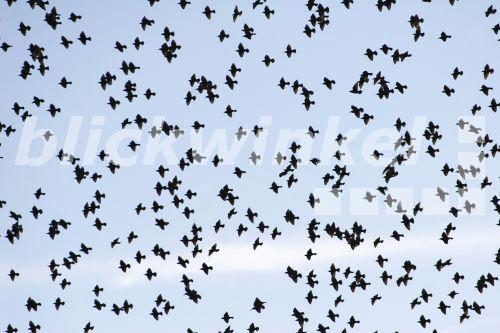 blickwinkel - Star (Sturnus vulgaris), Schwarm, Vogel des Jahres 2018 ...
