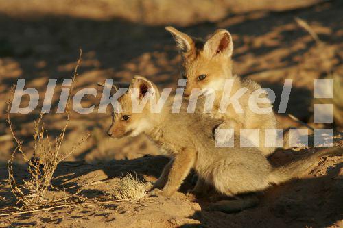 blickwinkel - Kapfuchs, Kamafuchs, Silberrueckenfuchs (Vulpes chama ...