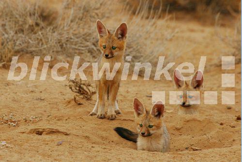 blickwinkel - Kapfuchs, Kamafuchs, Silberrueckenfuchs (Vulpes chama ...