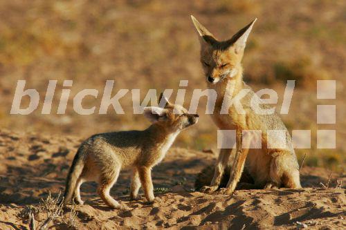 blickwinkel - Kapfuchs, Kamafuchs, Silberrueckenfuchs (Vulpes chama ...