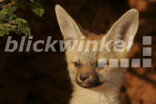 blickwinkel - Kapfuchs, Kamafuchs, Silberrueckenfuchs (Vulpes chama ...