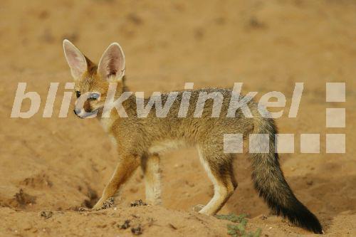 blickwinkel - Kapfuchs, Kamafuchs, Silberrueckenfuchs (Vulpes chama ...