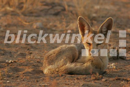 blickwinkel - Kapfuchs, Kamafuchs, Silberrueckenfuchs (Vulpes chama ...