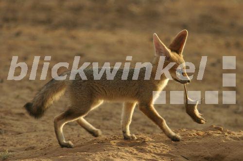 blickwinkel - Kapfuchs, Kamafuchs, Silberrueckenfuchs (Vulpes chama ...