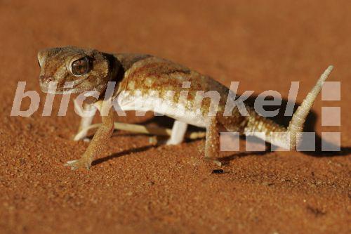 blickwinkel - Sandgecko, Sand-Gecko (Chondrodactylus angulifer ...