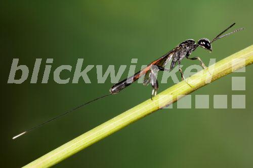 blickwinkel - Schwarze Kiefernholzwespe, Schwarze Fichtenholzwespe ...