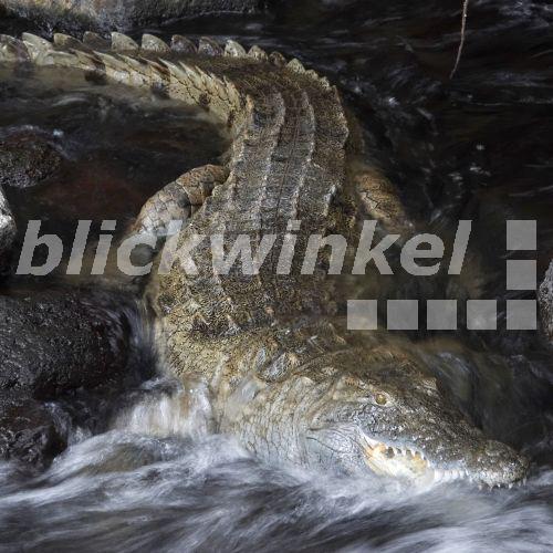 blickwinkel - Nilkrokodil, Nil-Krokodil (Crocodylus niloticus), im ...