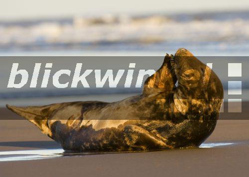 blickwinkel - Kegelrobbe, Kegel-Robbe (Halichoerus grypus), am Strand ...