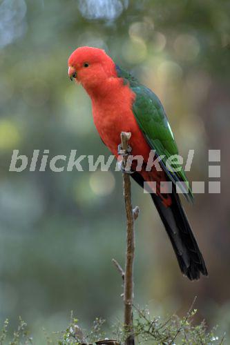 blickwinkel - Edelpapagei, Edel-Papagei (Eclectus roratus), Weibchen ...