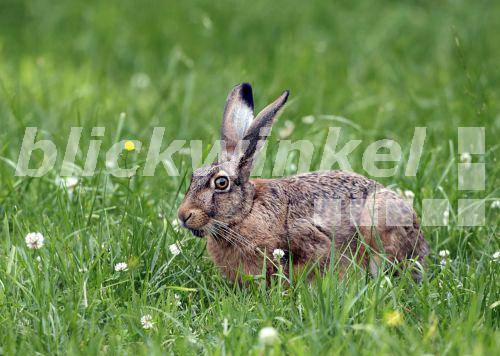 blickwinkel - Europaeischer Hase, Europaeischer Feldhase (Lepus ...