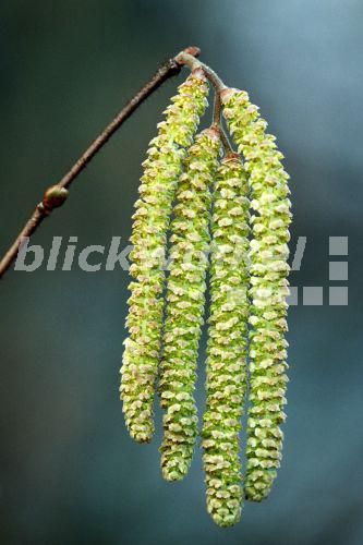 blickwinkel - Gewoehnliche Haselnuss, Hasel, Haselstrauch (Corylus ...