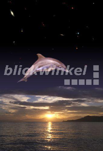 blickwinkel - Springender Delphin bei Sonnenuntergang - Flying Dolphin ...