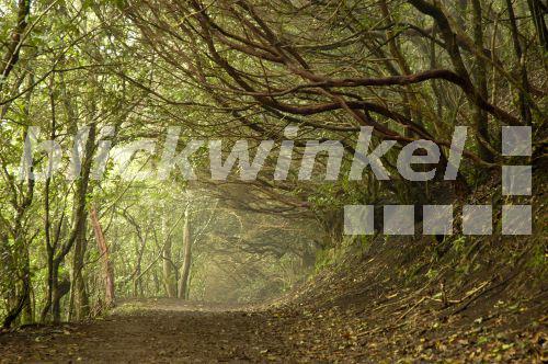 blickwinkel - Kanarische Lorbeer, Kanarischer Lorbeerbaum (Laurus ...