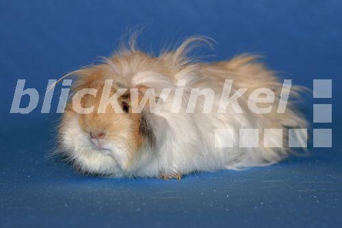 blickwinkel - Angora-Meerschweinchen, Angorameerschweinchen (Cavia ...