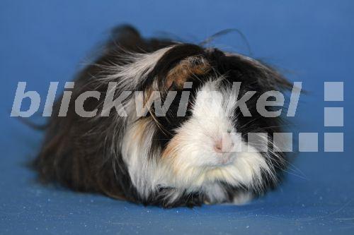 blickwinkel - Angora-Meerschweinchen, Angorameerschweinchen (Cavia ...
