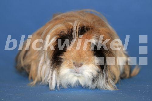 blickwinkel - Angora-Meerschweinchen, Angorameerschweinchen (Cavia ...