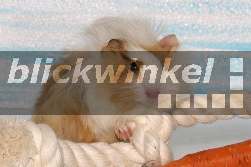 blickwinkel - Angora-Meerschweinchen, Angorameerschweinchen (Cavia ...