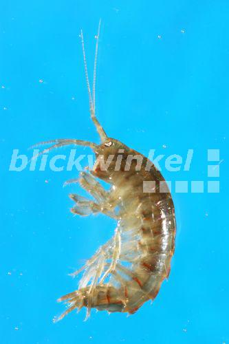 blickwinkel - Flussflohkrebs (Gammarus roeseli), freigestellt vor ...