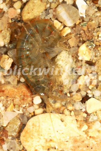 blickwinkel - Flussflohkrebs (Gammarus roeseli), auf Flusskies ...