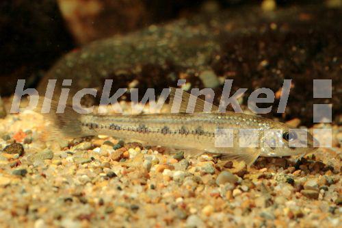 blickwinkel - Weissflossengruendling, Weissflossen-Gruendling ...