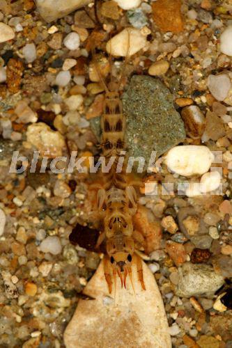 blickwinkel - Grosse Eintagsfliege, Daenische Eintagsfliege (Ephemera ...