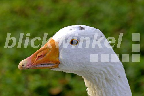 blickwinkel - Hausgans, Haus-Gans (Anser anser f. domestica), Portrait ...