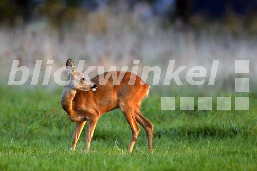 blickwinkel - Europaeisches Reh (Capreolus capreolus), zurueckschauend ...